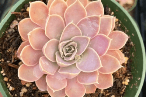 Suculentas rosas que te enamorarán - Suculenta con amor