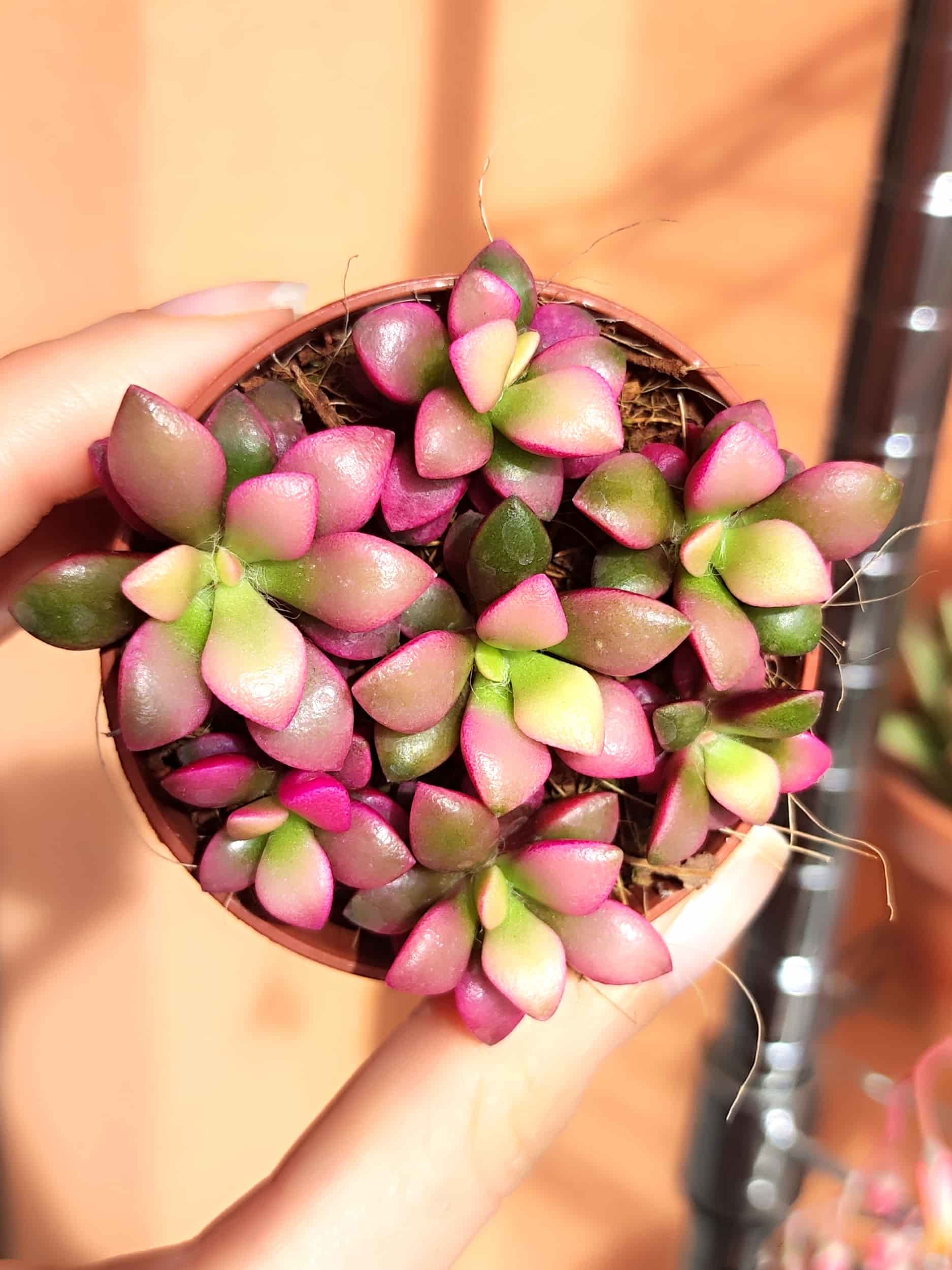 Anacampseros Telephiastrum variegata | Suculenta con amor