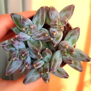 Tienda | Suculenta con amor