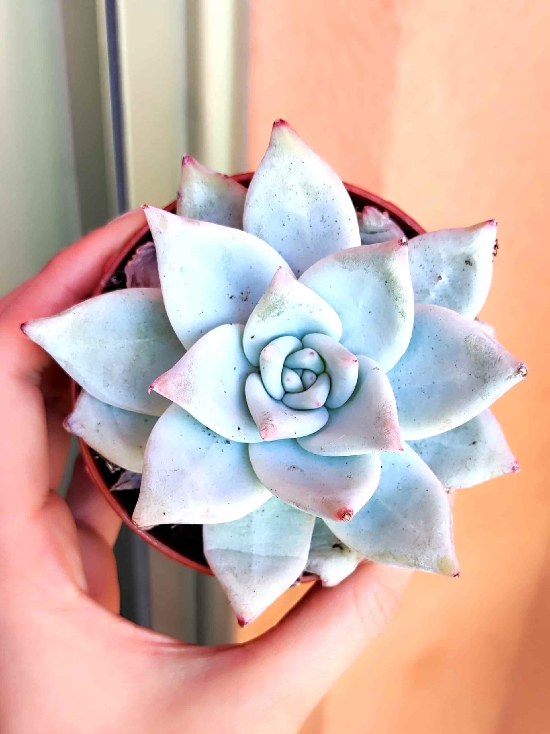 Echeveria Colorata Mexican Giant 8,5 - Suculenta con amor